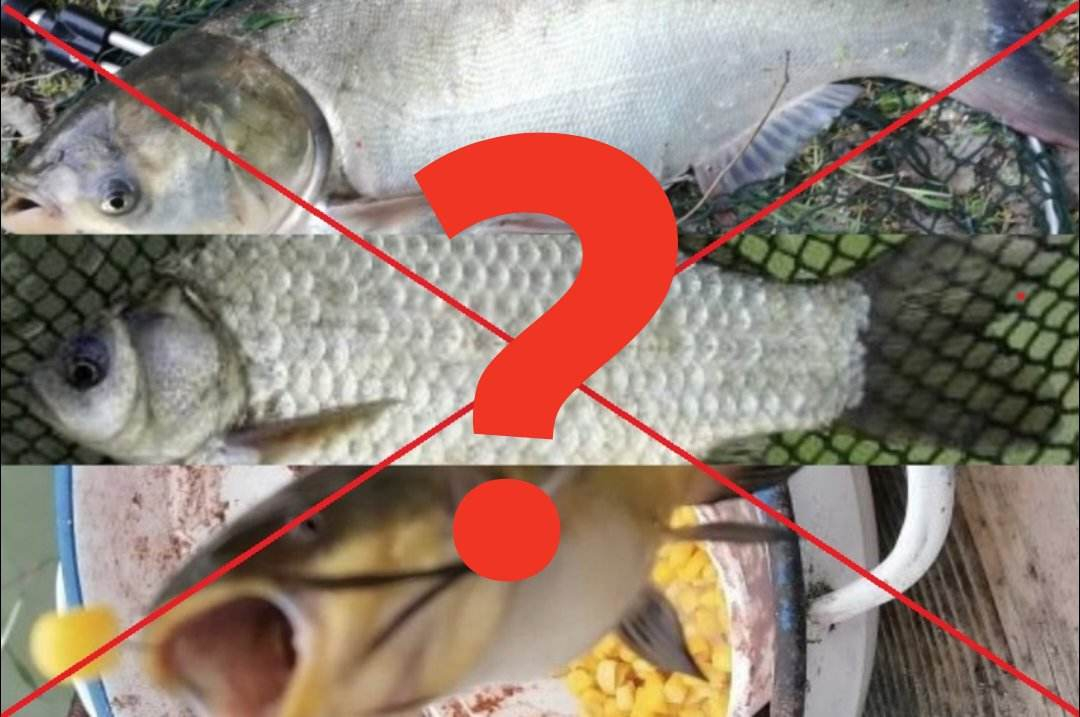 Bármelyik halfaj fogási korlátozása jogszerű az Agrárminisztérium szerint