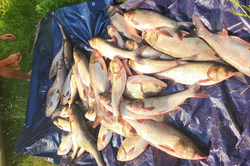 Felrobbantották a Pilismaróti-öblöt: 168 kiló busát fogtak 7 óra alatt