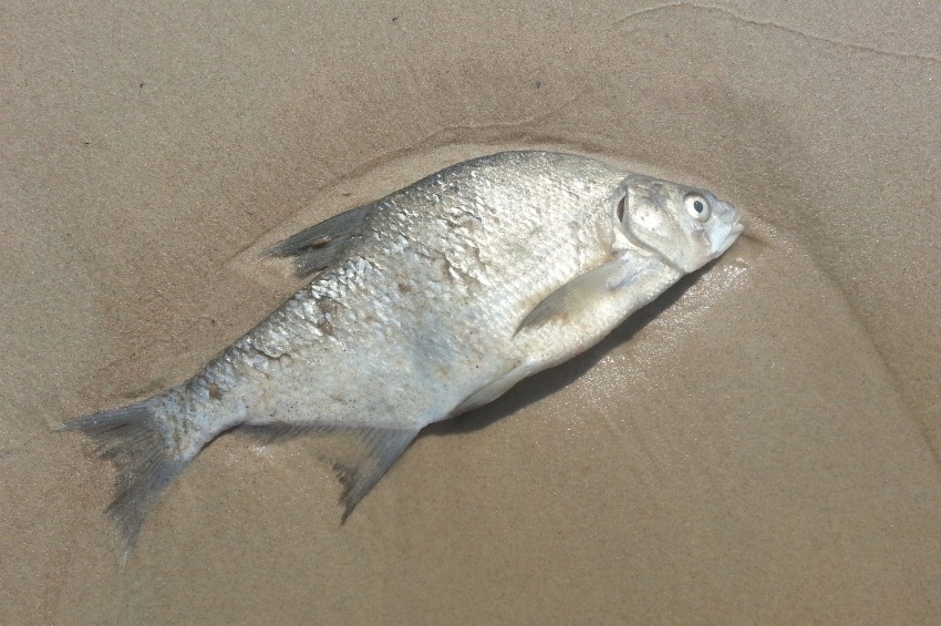 Nehéz évek elé néznek a magyar halak