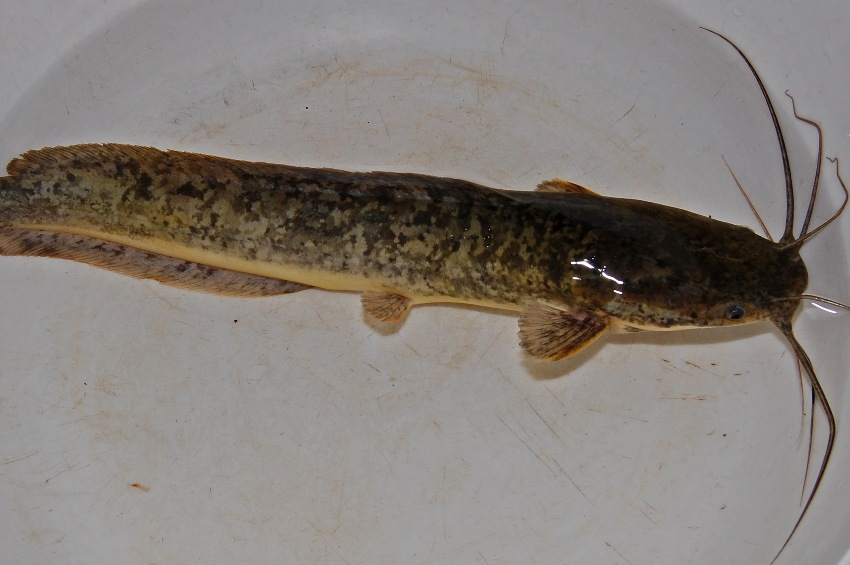 Magyarok és törökök közösen fejlesztik az afrikai harcsa szaporítását