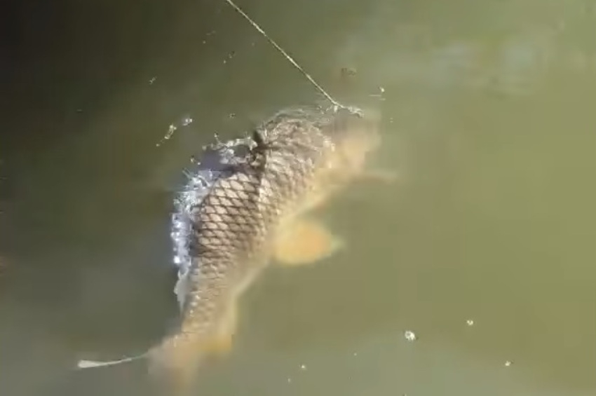 Megtartható méret feletti pontyot kötött a nádashoz egy horgász az ...