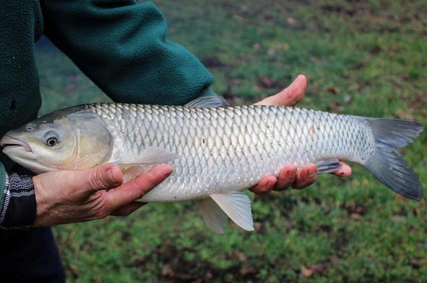 Amurok telepítését engedélyezte a hatóság két horgásztóba