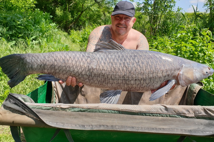 Nagy fesztivált csapott a régóta várt fekete amur