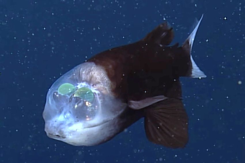 Megfejtették az átlátszó fejű hal titkát