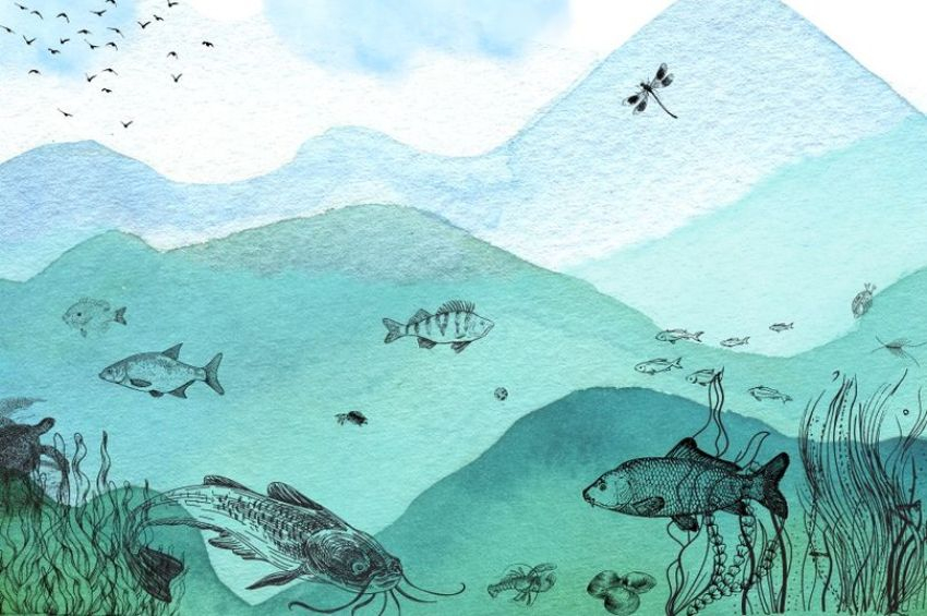 Hiánypótló internetes felületet hoztak létre a Balaton élővilágáról