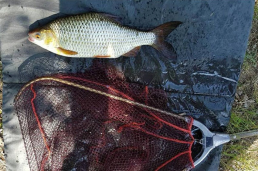 A bodorka az év hala 2022-ben