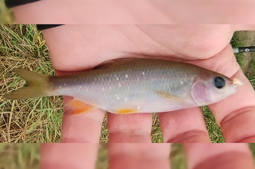 Fénytelenségben szenvedő bodorkát fogtak egy Békés vármegyei csatornából
