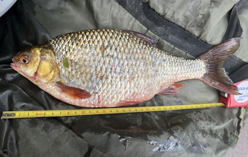 Kiló feletti bodorkával dönthet országos rekordot a pinkipárti horgász