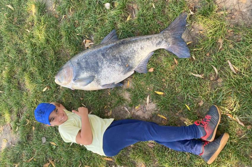 7 éves horgász fogott 37 kilós busát