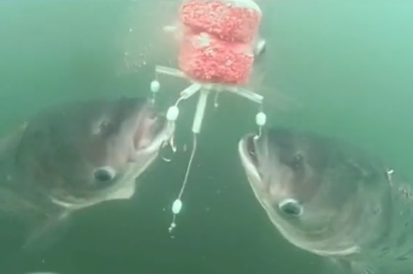 Víz alatti videó: így akad a horog a busa szájába