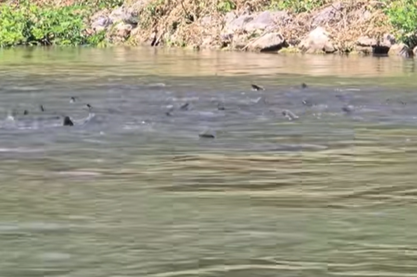 Videó: rengeteg busa gyűlt össze a Kiskörei Hallépcsőnél