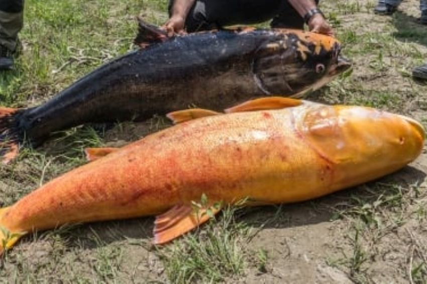 Hát ezek a busák mitől ilyen színűek?