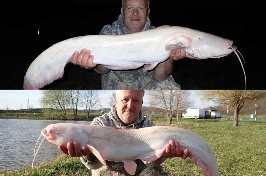Három órán belül kettő szellemharcsát fogott a maconkai halmágnes