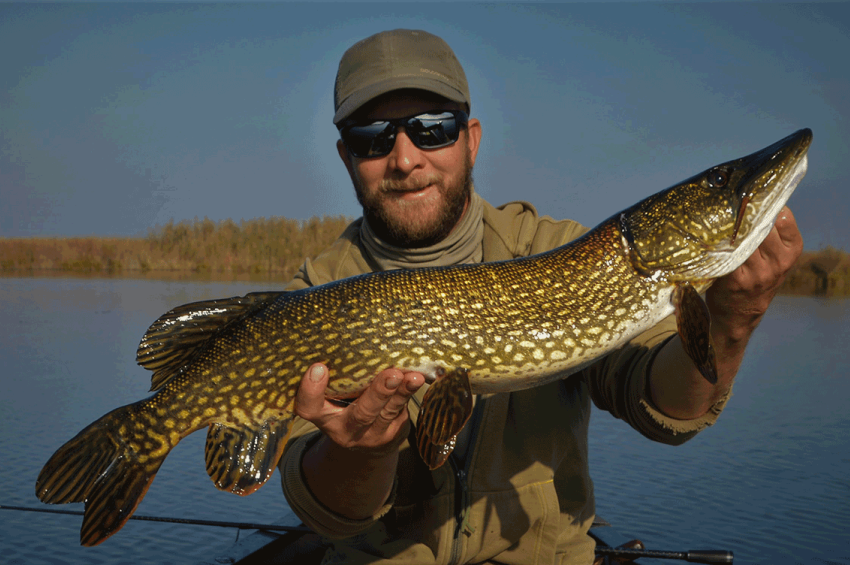 Megint kifogta: három év után tért vissza a horgászhoz a vadvízi csuka