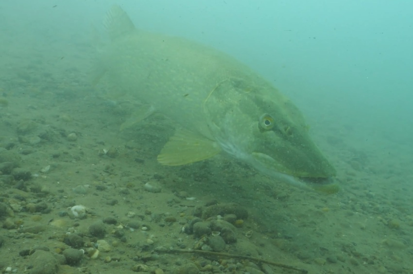Víz alatti videó: élete legnagyobb csukájával találkozott az oroszlányi ...