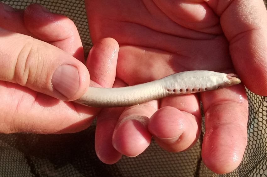 Különlegesnek számító, védett halakat mentettek meg Nagymarosnál
