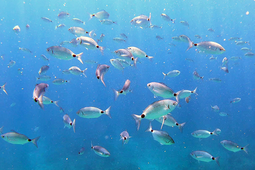 Halak etetése a tengerben – látványos víz alatti felvételek