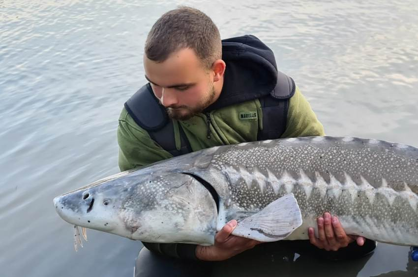 Fél év után újra kifogták Vivient, az 50 kilót meghaladó tokhalat