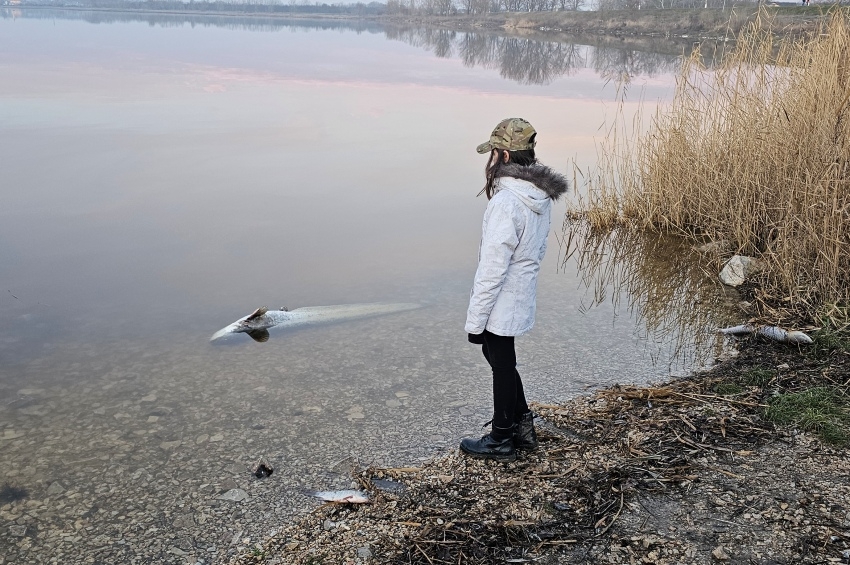 Továbbra is pusztulnak a halak Pátkán, komplex probléma áll a háttérben
