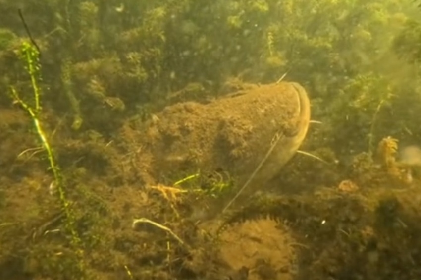 Videó: miért mozdulatlanok ezek a gyönyörű harcsák?