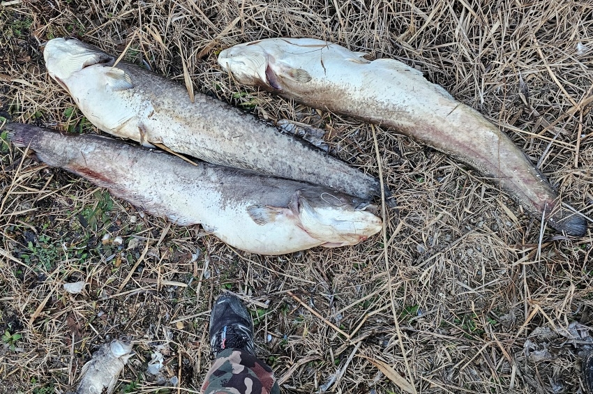 Halpusztulás Pátkán: nagy harcsák, amurok, legyengült pontyok vesztek ...