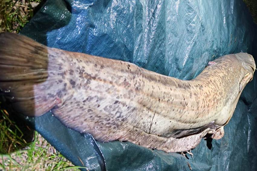 Álomkapás Ohaton: egymás után érkezett két óriásharcsa – fotókkal