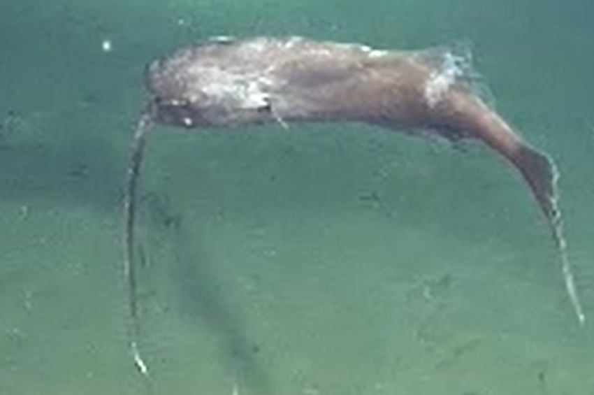 Ez a horgászhal fejjel lefelé éli le az egész életét