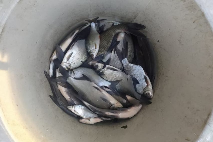 A dévér issza meg a levét a pontyközpontúságnak