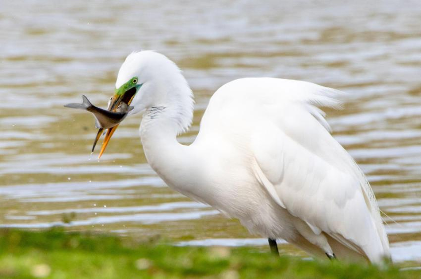40 mázsa halat faltak fel a madarak a farmosi víztározónál