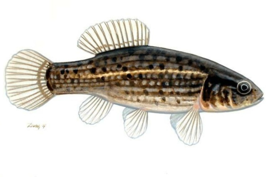 Veszélyben a lápi póc, kétséges hosszú távú fennmaradása