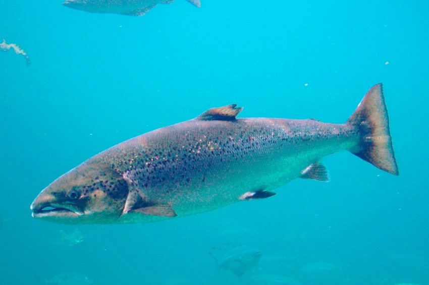Kihalás fenyegeti a vadlazacokat Angliában