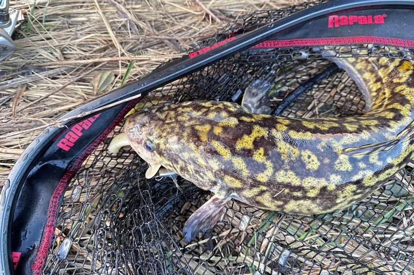 Sokévnyi pergetés után is ledöbbent, hogy mit fogott a Dunán – fotókkal