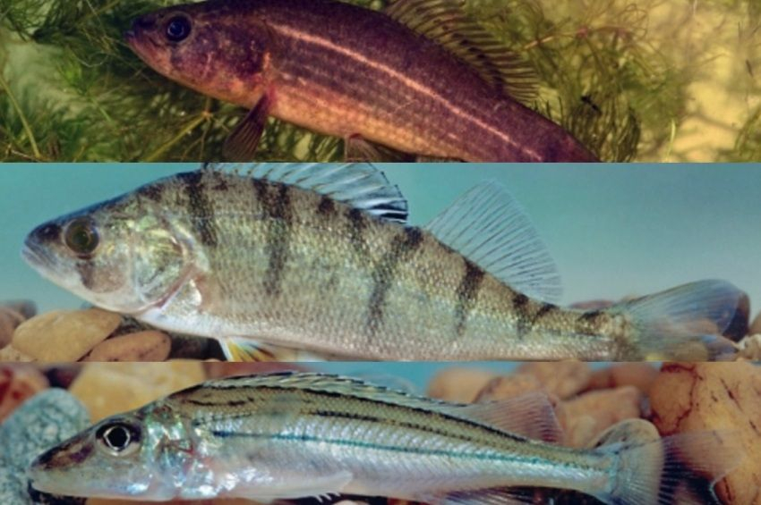 Átvette a vezetést a lápi póc „Az Év Hala” választáson