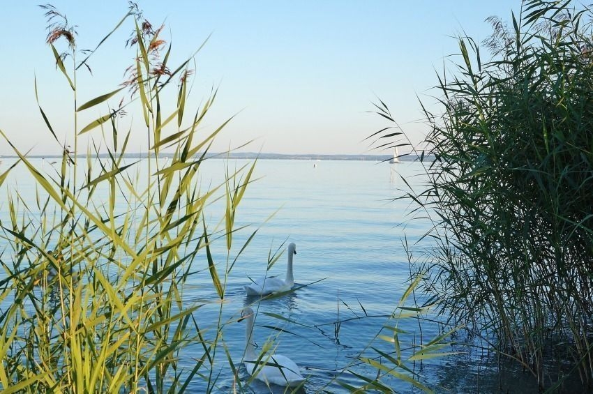 Védelem alá került a nádas Balatonmáriafürdőn