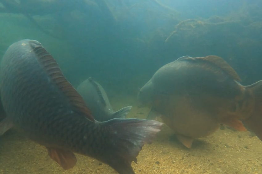 Videó: így zajlik az élet a nagy pontyok világában