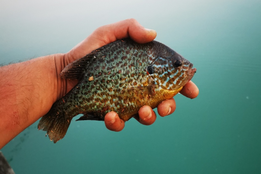 Pontyméretű naphalat pergettek a Balatonból