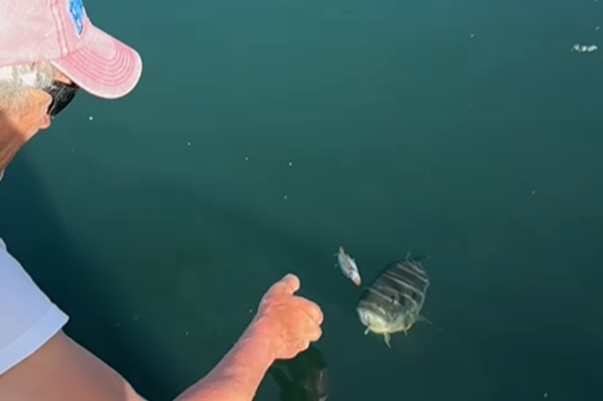 Videó: pecabot nélkül verte át az óriásszájú ragadozót