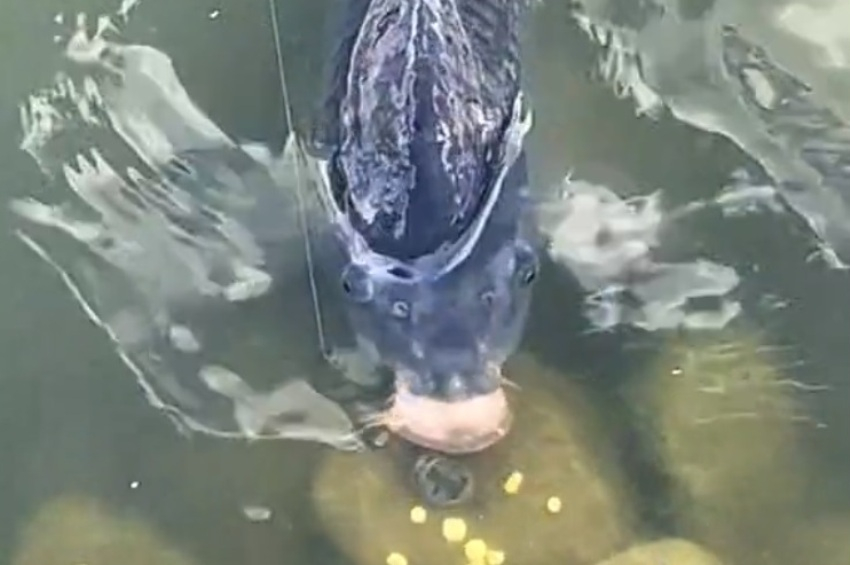 Videó: part menti kövezésre lógatott szereléket vitt el a ponty