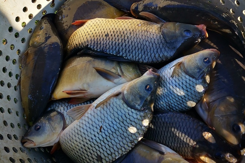 Fekélyes pontyok a Keleti-főcsatornában, reagált a vármegyei ...