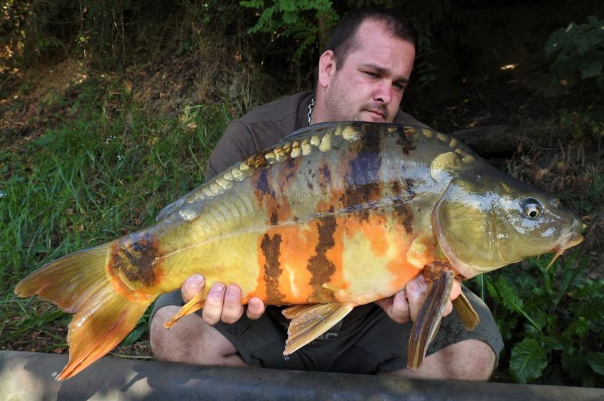 Itt az ország egyik legkülönlegesebb hibridje, Rambo