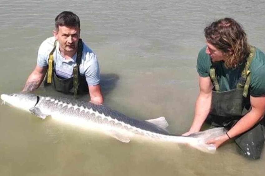 Már pakolták össze a cuccokat, amikor beköszöntött a 65 kilós tokhal