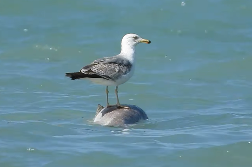 Videó: busán supozott egy sirály a Balatonnál