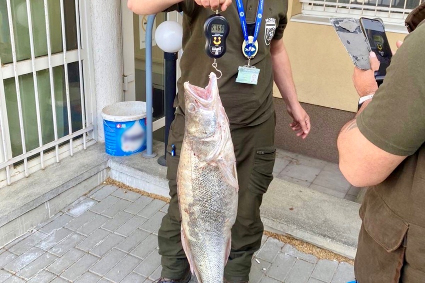 Nem tisztelte a süllő tilalmi idejét, a rendőrségen végezte – fotókkal