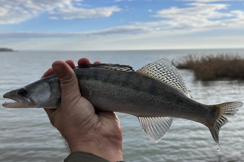 A vártnál is több süllőt telepítettek a Balatonba – fotókkal