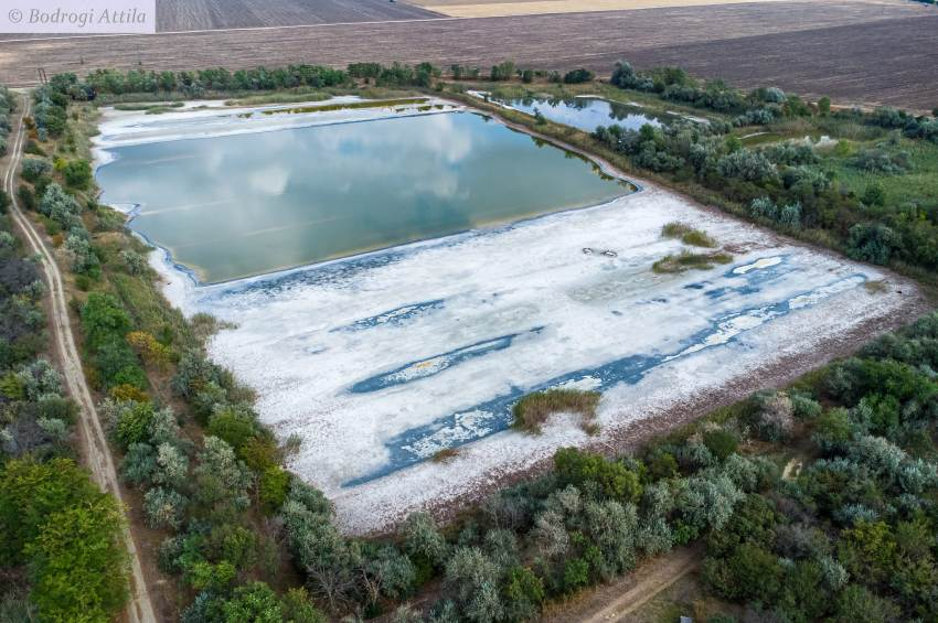 Sziksósra szikkadtak a Téglagyári tavak Hódmezővásárhelynél