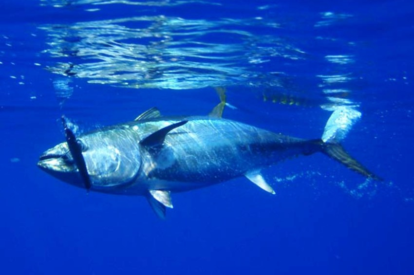 Elnyelt az óceán egy horgászt, miután egy tonhal vízbe rántotta