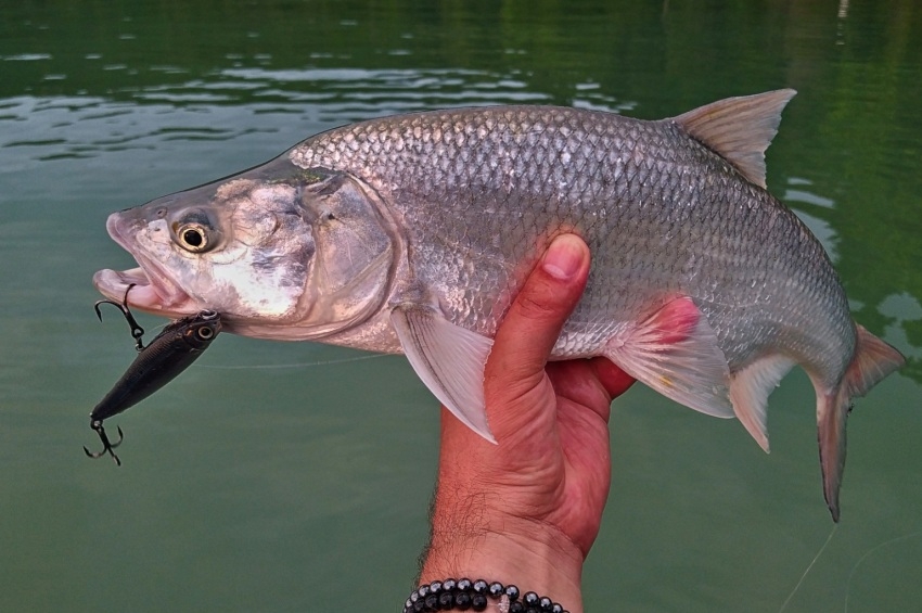 Videó: mintha kézigránátot dobtak volna a vízbe, úgy rabolt a balatoni ...