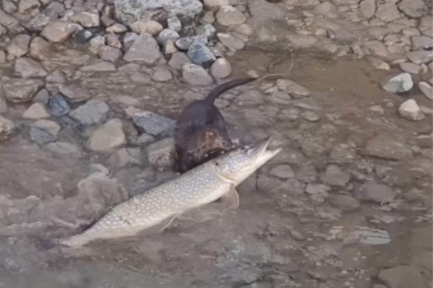 Videó: ilyen a nyérc fogta csuka