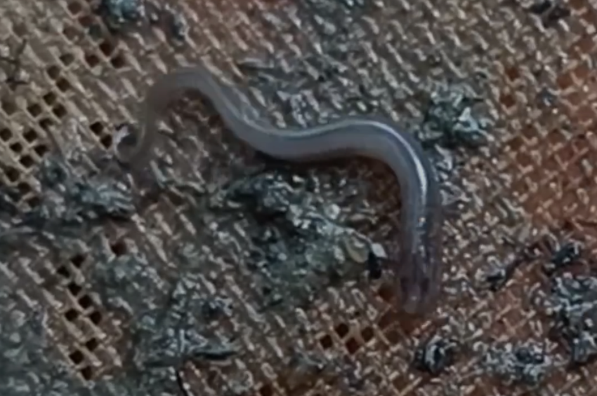 Az egyik legértékesebb halunk került elő a Kerkából – videóval