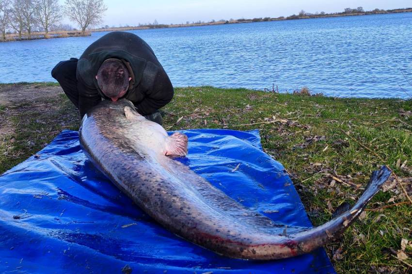 240 centis harcsát eredményezett a módszerváltás Ohaton – fotókkal ...